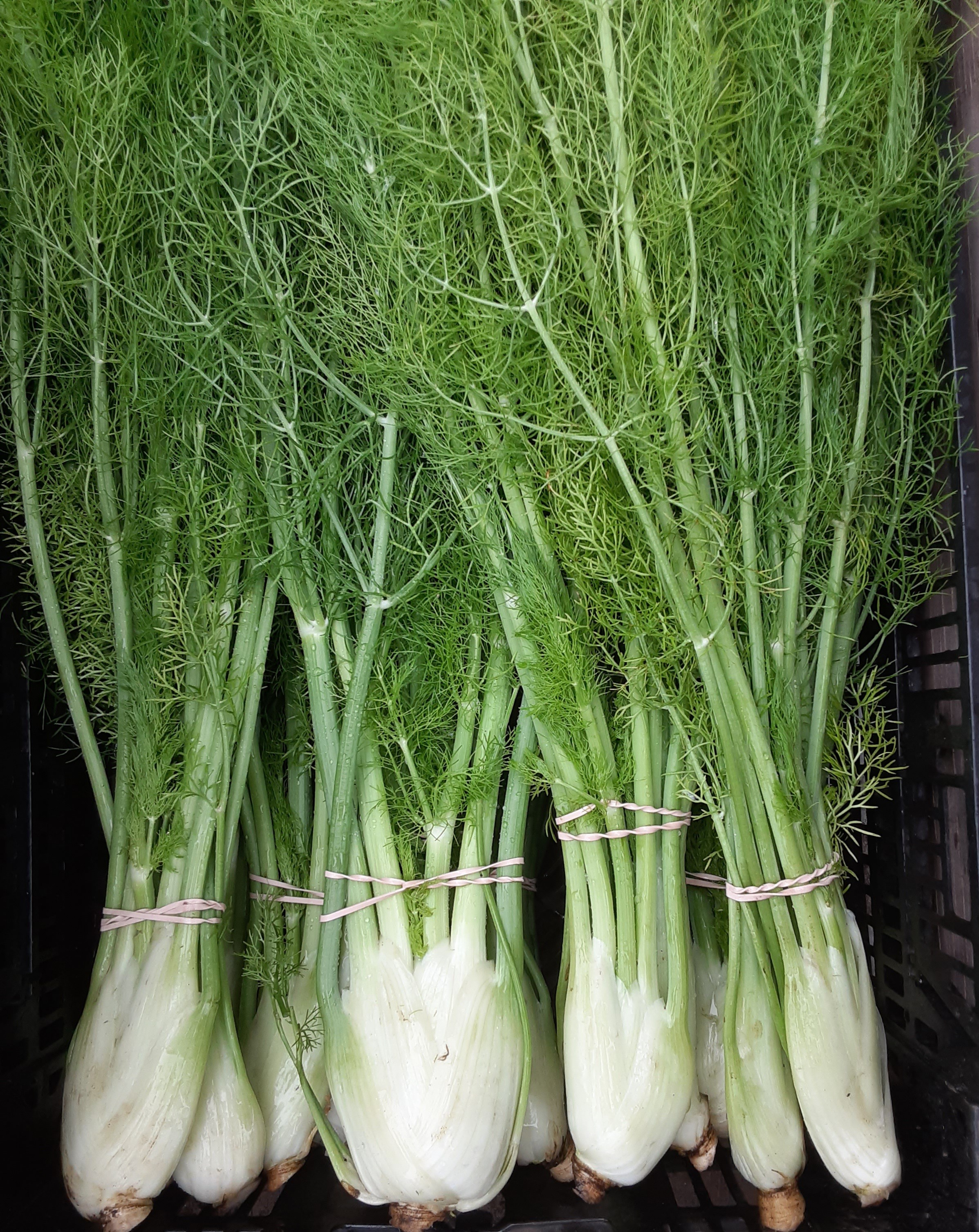 fennel – Star Light Gardens