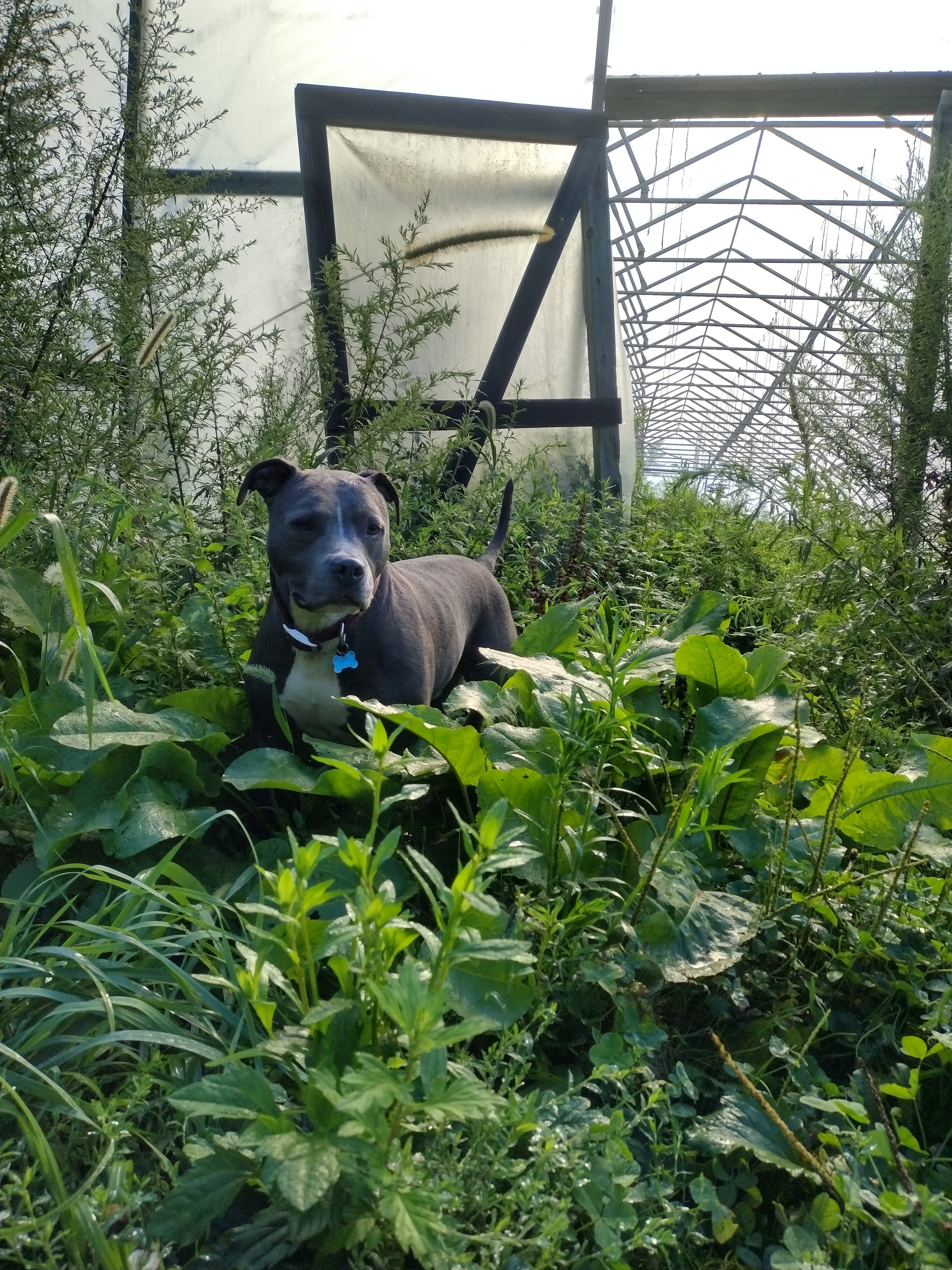 The Season of Sid – Star Light Gardens