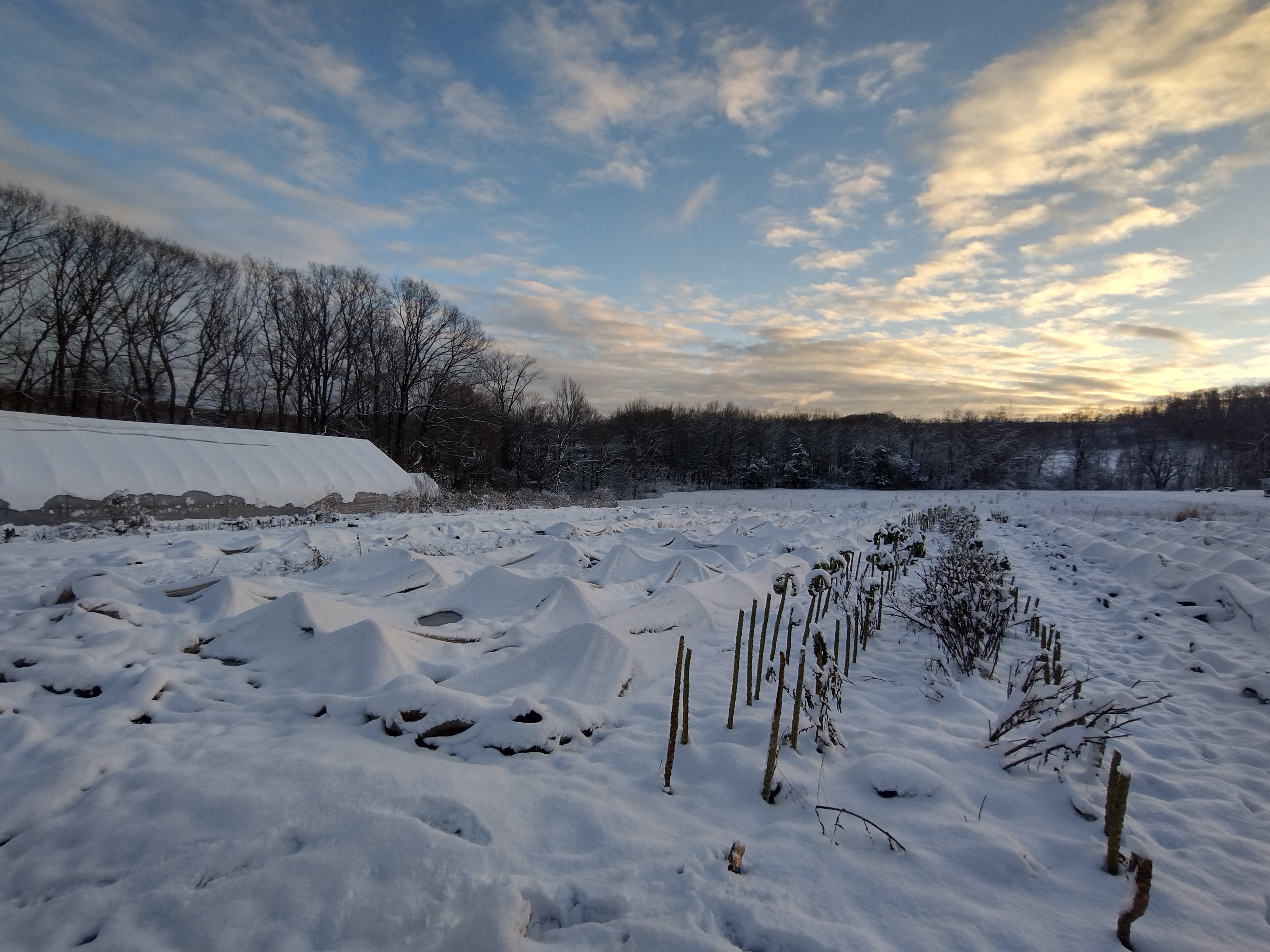 December Snow and One to Go – Star Light Gardens