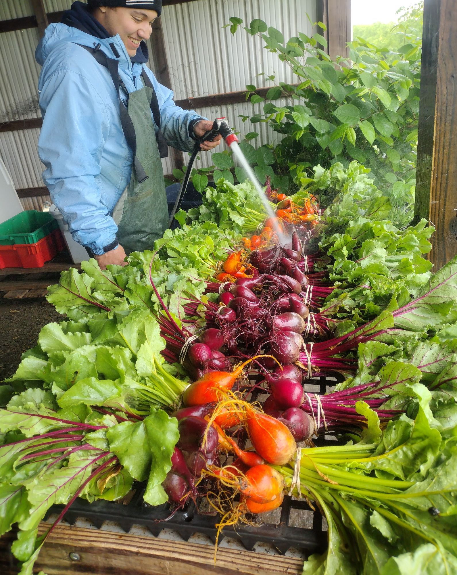 At Full Strength – Star Light Gardens